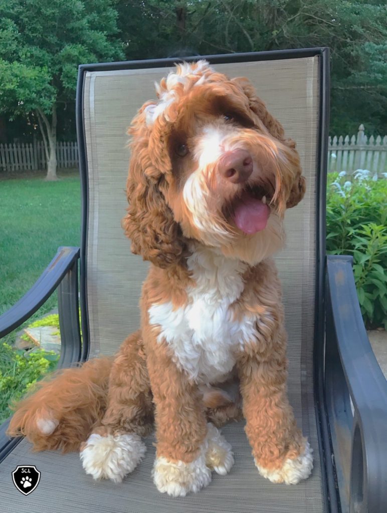 Meet Lucky Copper – Sweet Carolina Labradoodles